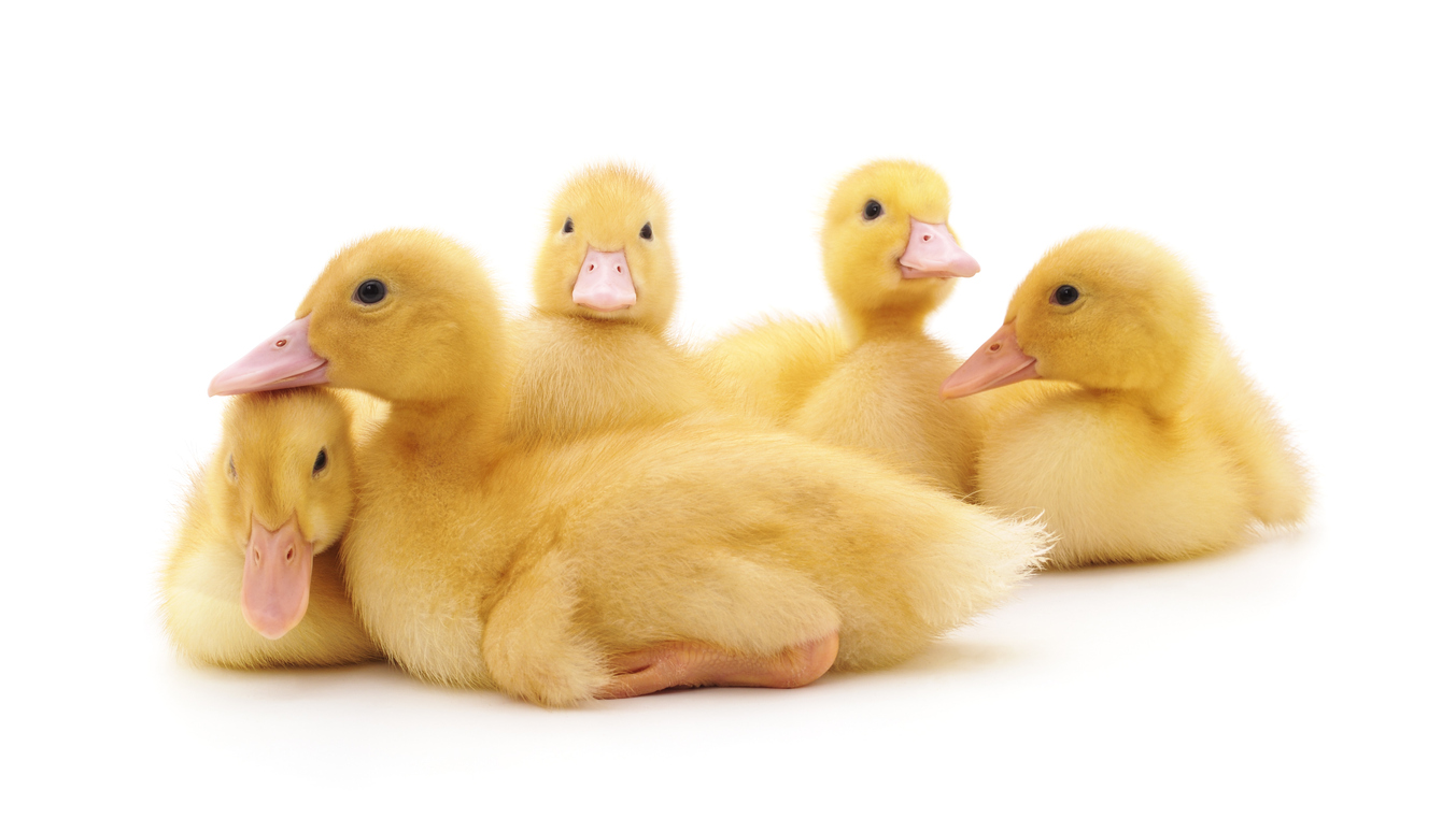 Resource Topic: Five Little Ducks | Key Word Sign Australia